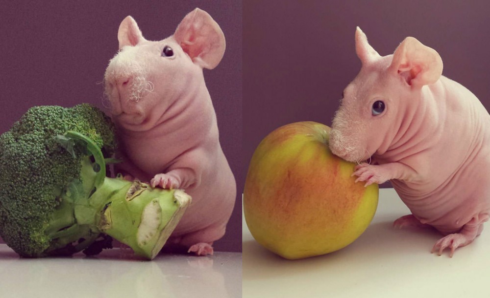 Dit is Ludwik, de geweldig leuke naaktcavia | Beau Monde